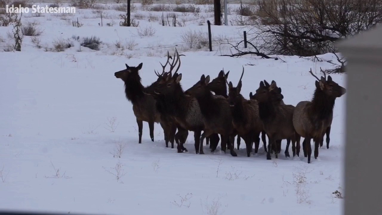 Dozen elk run through Harris Ranch - YouTube