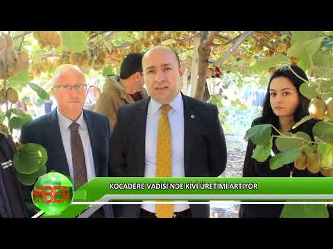 Kocadere Vadisi'nde kivi üretimi artıyor