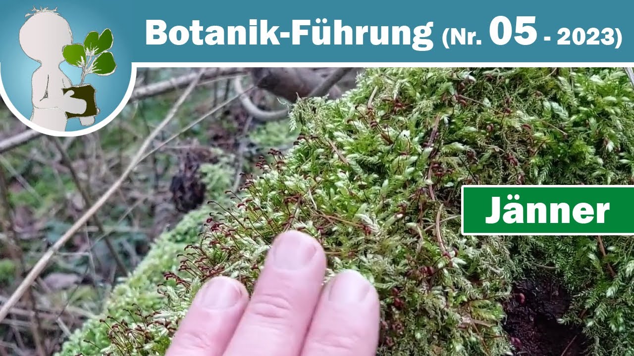 Moos/Moose - Teil 1/3 Mooskunde/Bryologie (Wildkräuter, Pflanzen & Botanik-Wissen) - YouTube