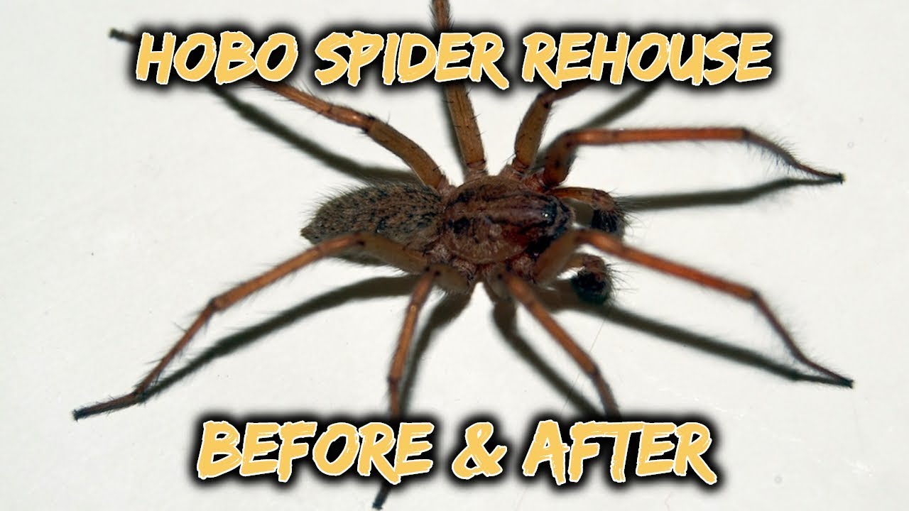 Hobo Spider