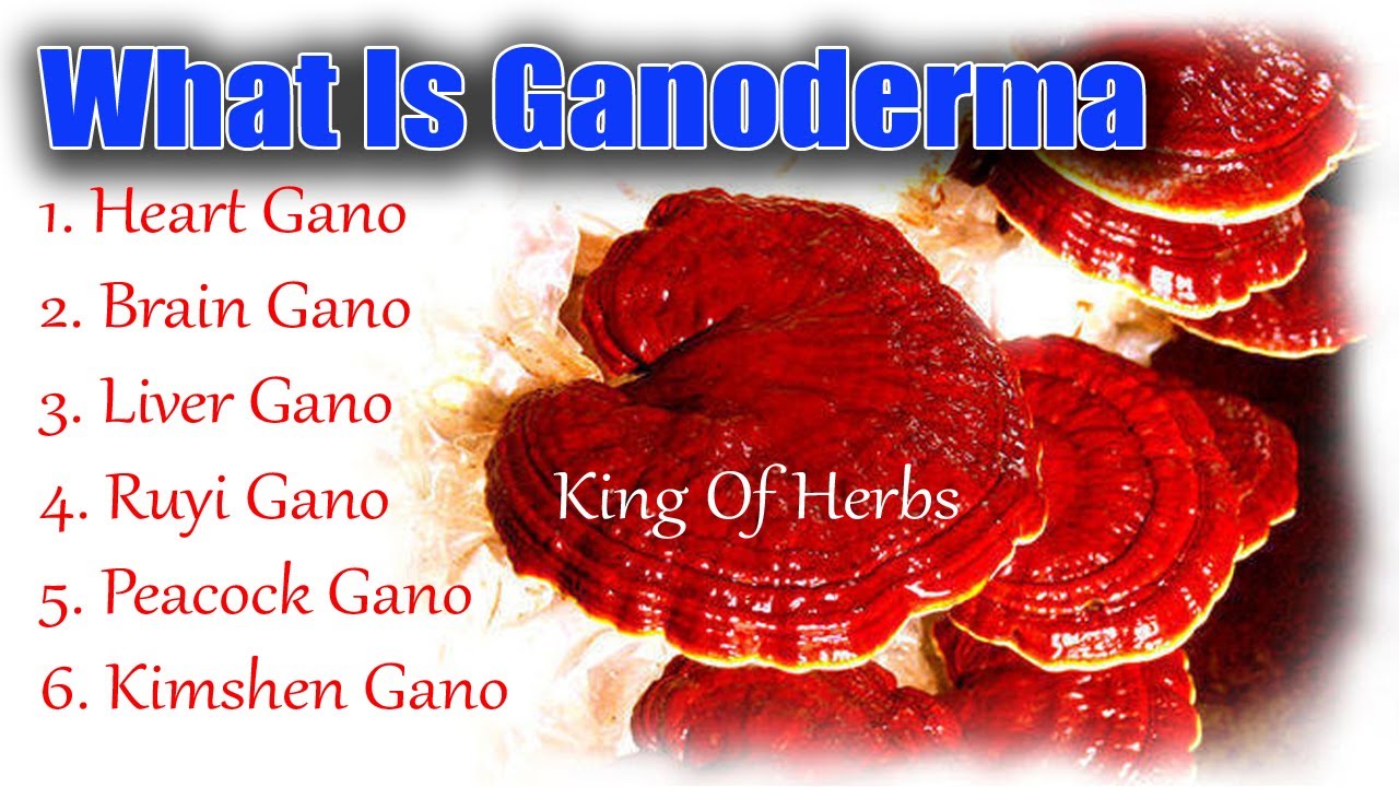 What Is Ganoderma । Why Need Ganoderma । Online Business । Prakash ...