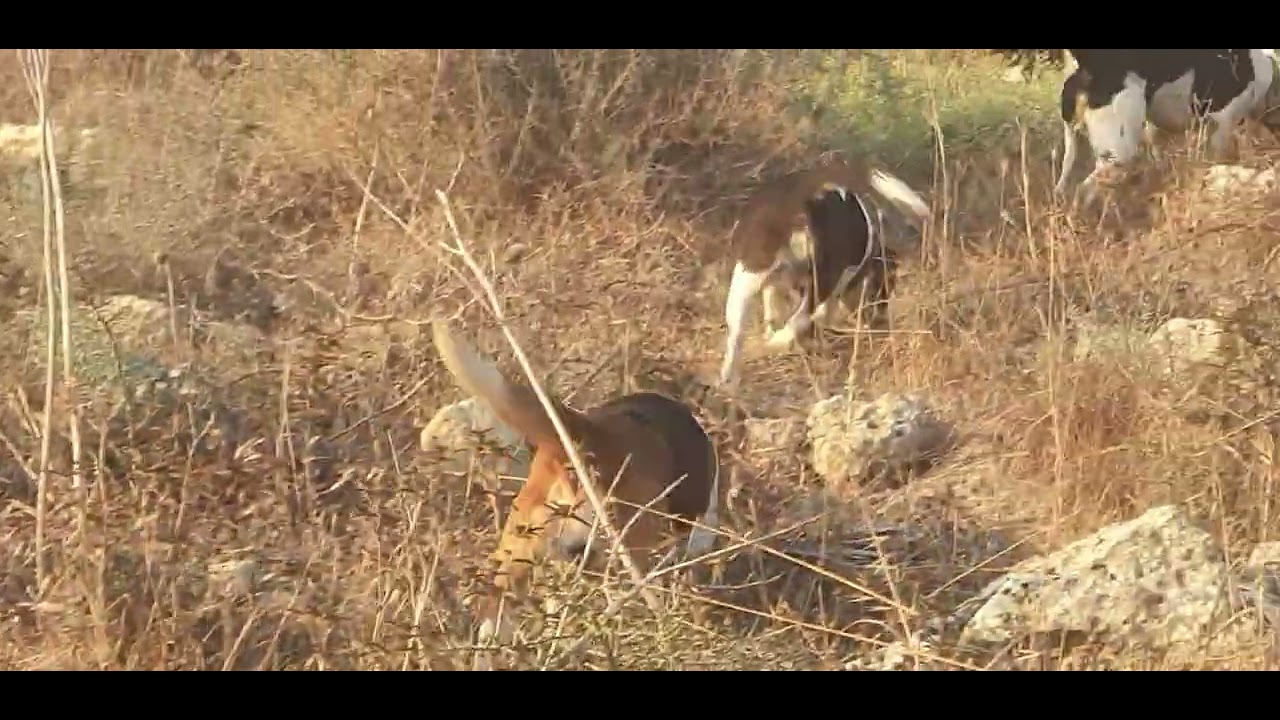 Η ΙΣΤΟΡΊΑ ΣΥΝΕΧΊΖΕΤΑΙ ΕΚΠΑΙΔΕΥΤΙΚΌ ΛΑΓΟΎ BEAGLE AND MIX 2/7/2023 ΚΎΠΡΟΣ ...