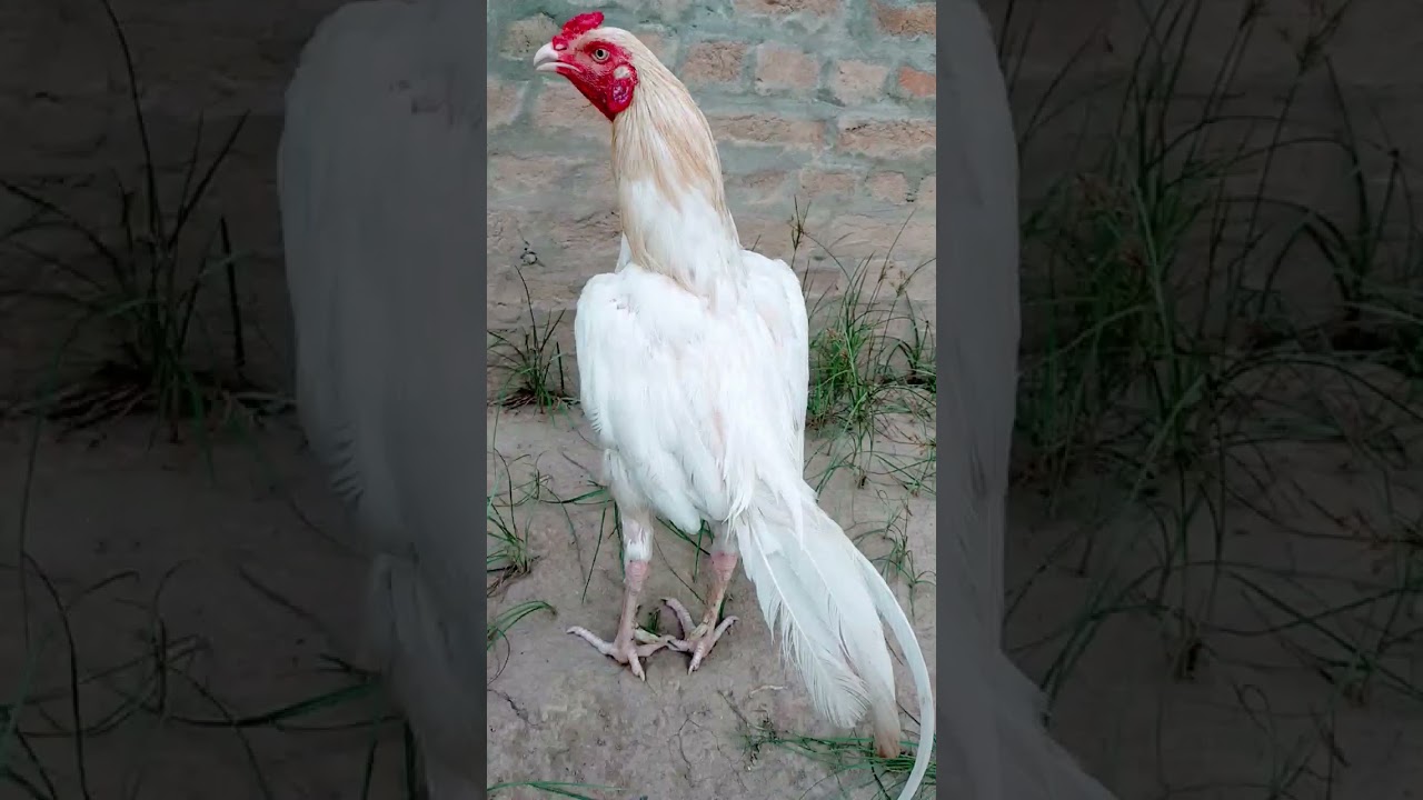 Pure Aseel rooster . Aseel murgha . white Aseel murgha . - YouTube