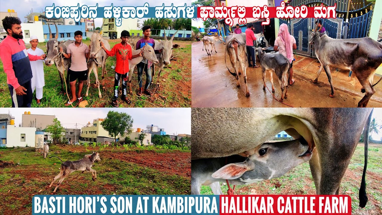 Hallikar Bull Basti Son in a Hallikar Cow Farm at Kambipura Near ...