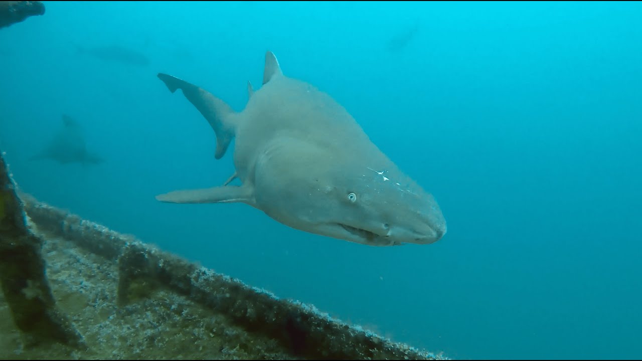 Sand Tigers on the Aeolus Wreck - YouTube