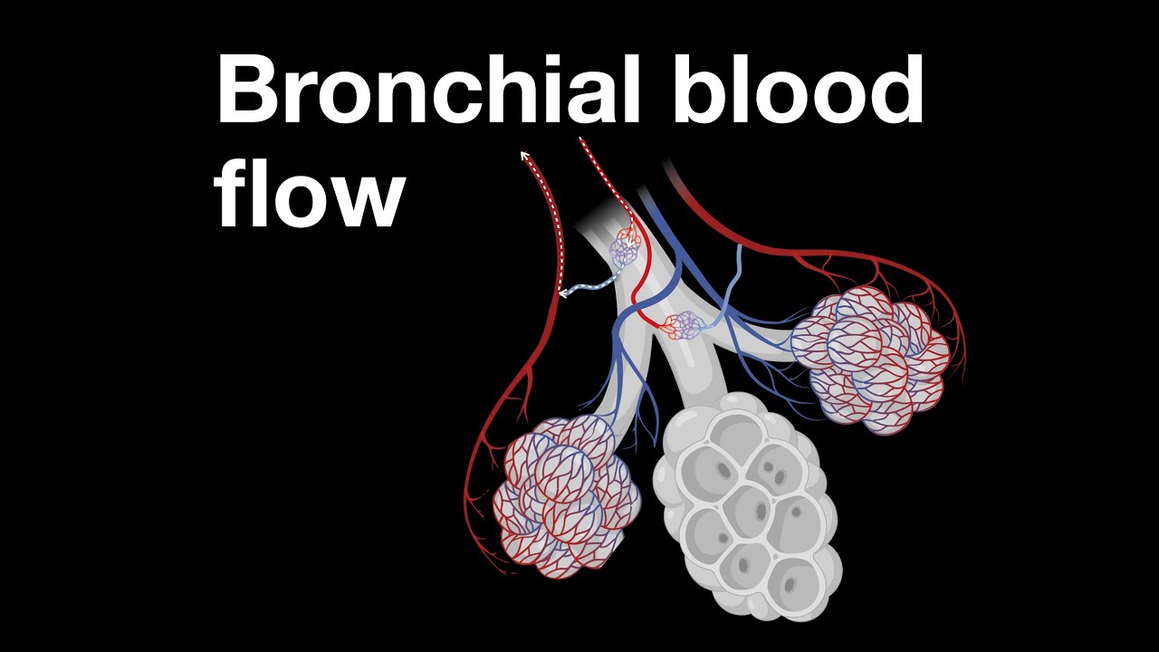 Bronchial blood flow - YouTube