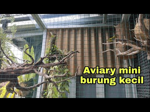 Membuat Mini Aviary untuk Burung Kecil - YouTube
