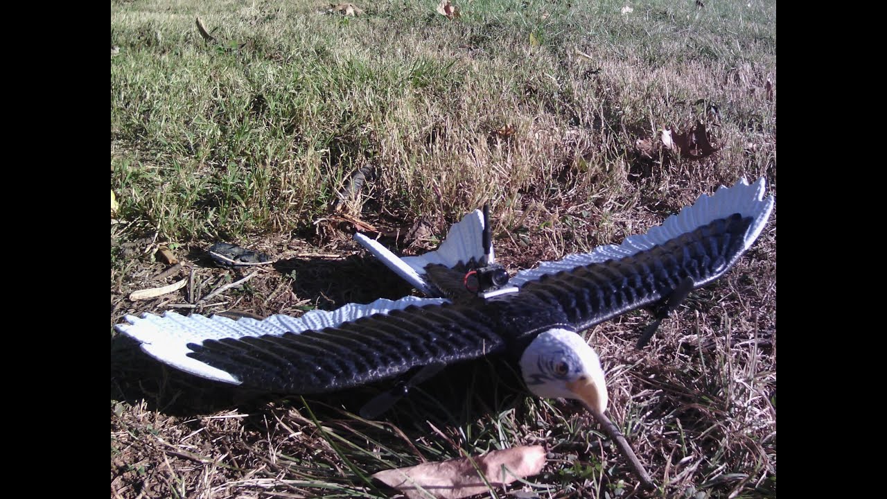 RC Eagle in flight with Eagle sounds - YouTube
