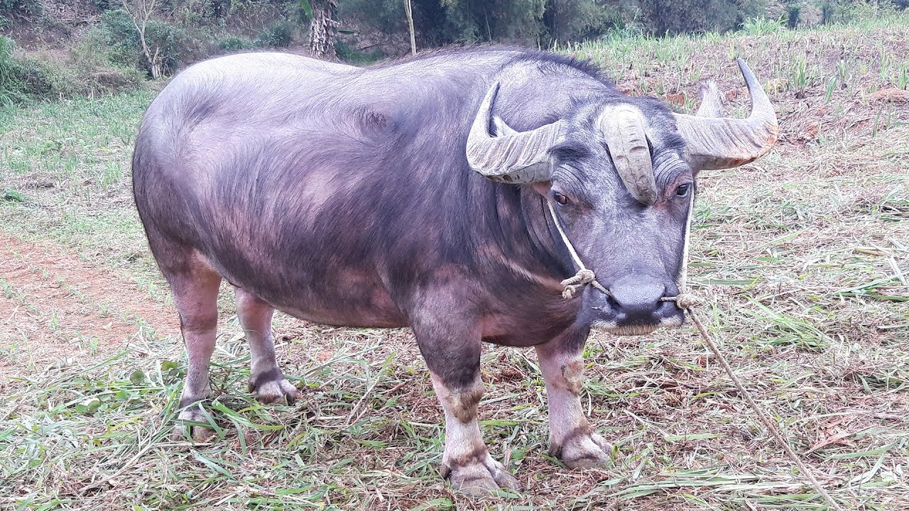 Con Trâu 3 Sừng Kỳ Lạ Nhất Thế Giới, To Béo Khổng Lồ. Buffalo 3 The ...