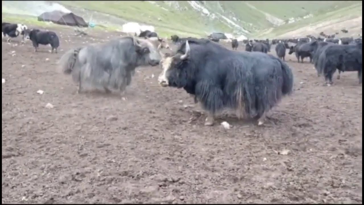Amazing Yaks with dusty ground........#Tibetan # Yak # fight 🐃🐃🤜🤛 - YouTube