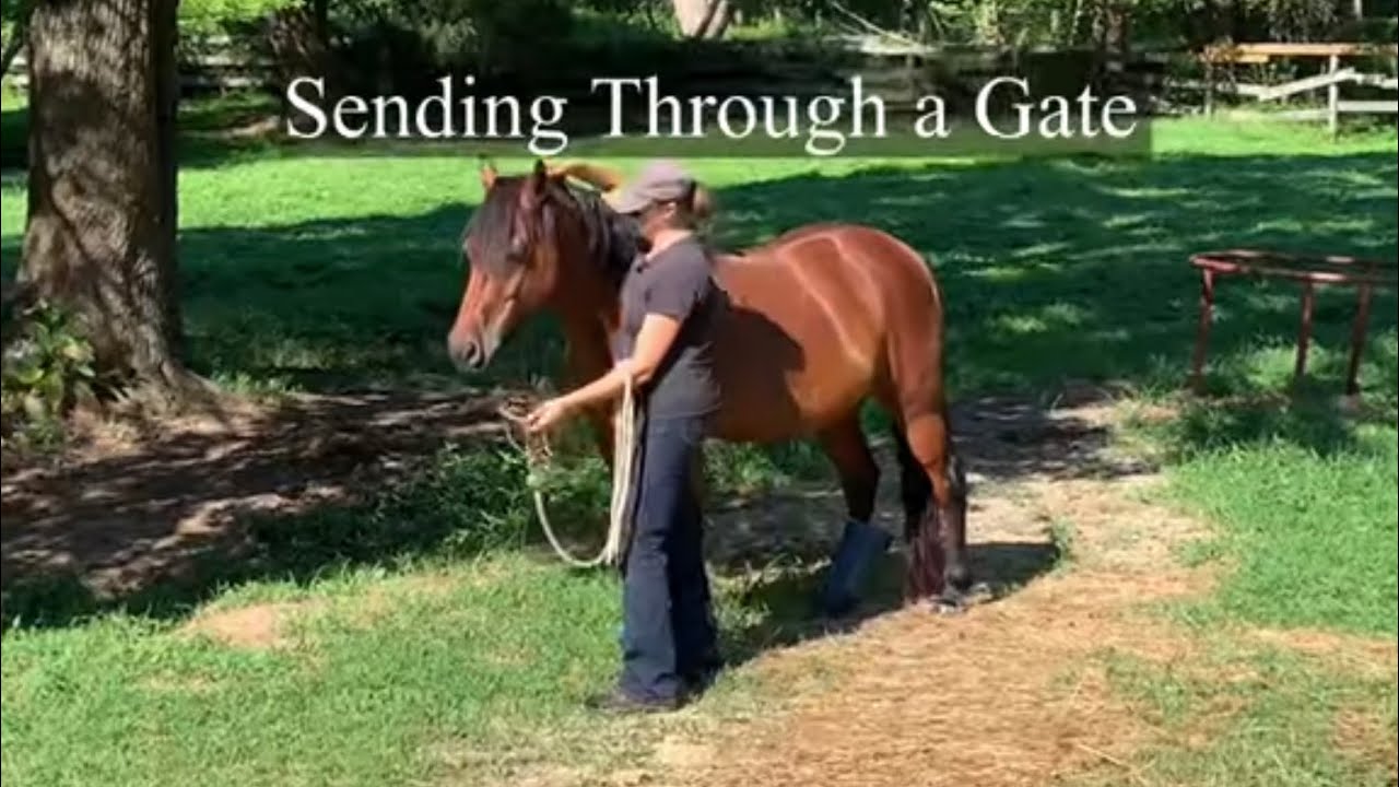 Sending a Horse Through a Gate - YouTube