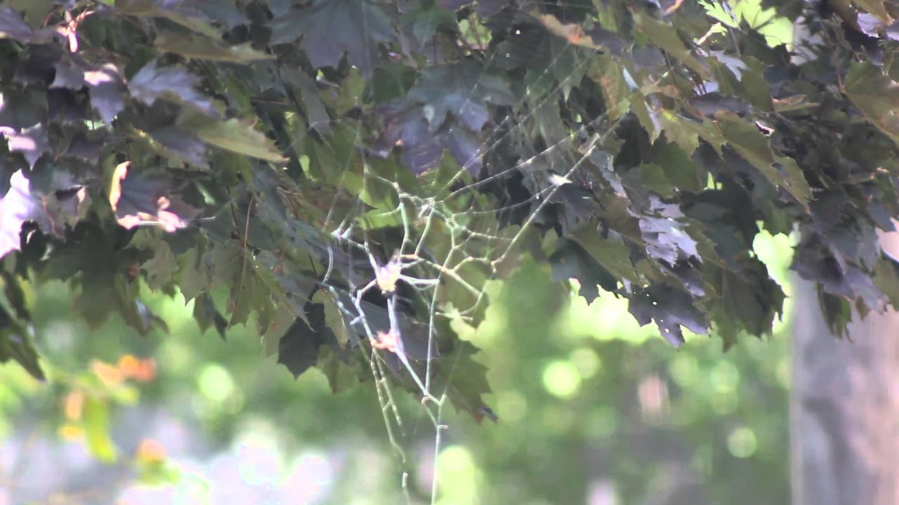 Cicada stuck in a Spiderweb - YouTube