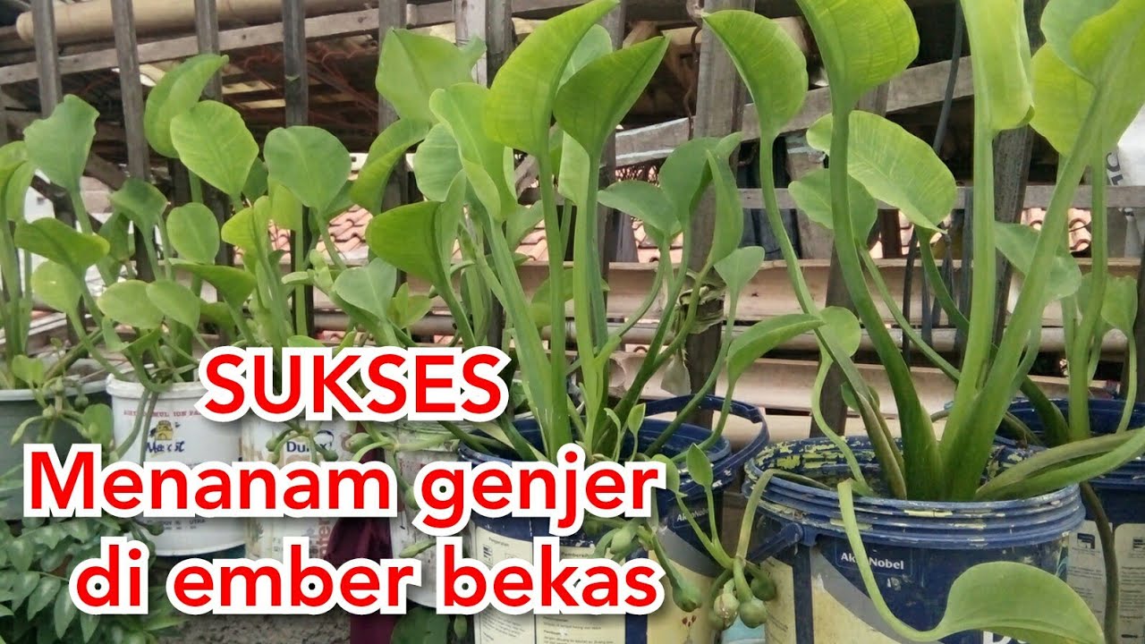 Budidaya sayuran genjer di ember bekas. - YouTube