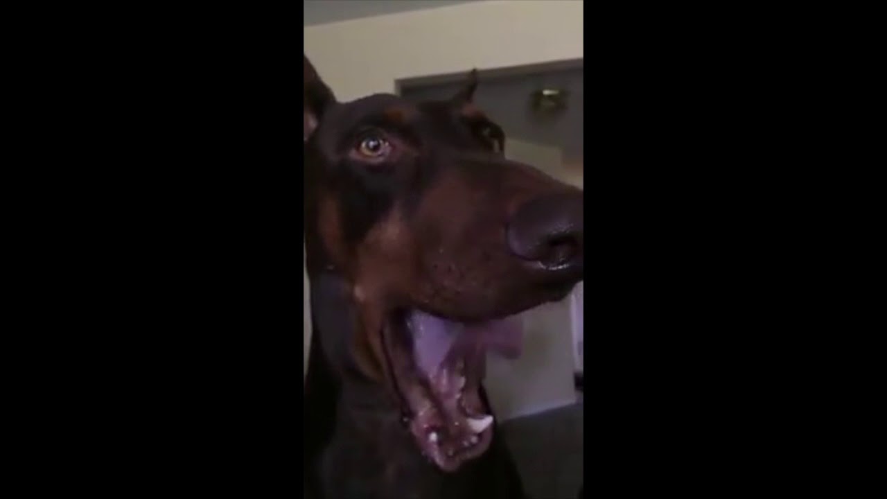 Doberman Pinscher Stalking - The Hunt Is On - YouTube
