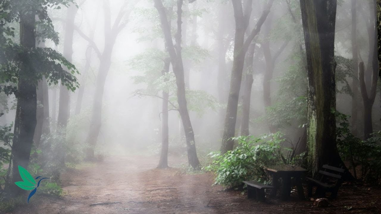 Peaceful Ambient Music for Sleep, Study and Meditation | Inside the Fog ...