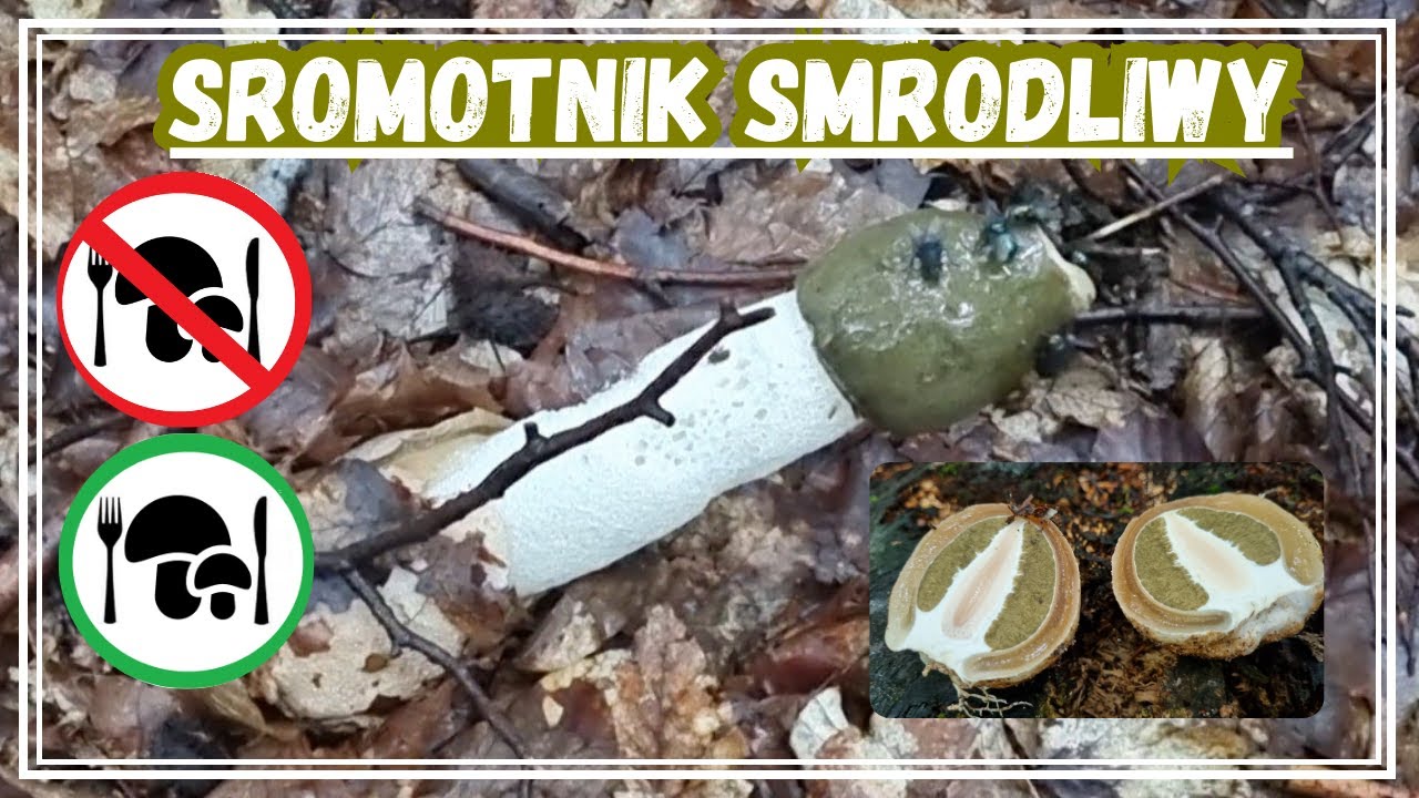 GRZYB, którego CZUĆ z odległości kilku METRÓW - Sromotnik smrodliwy ...