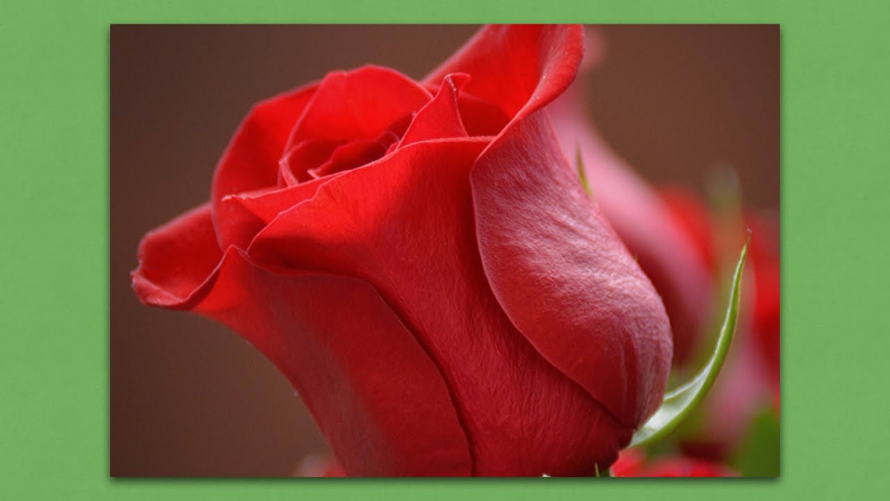 Waylon Jennings "Rose in Paradise" - YouTube