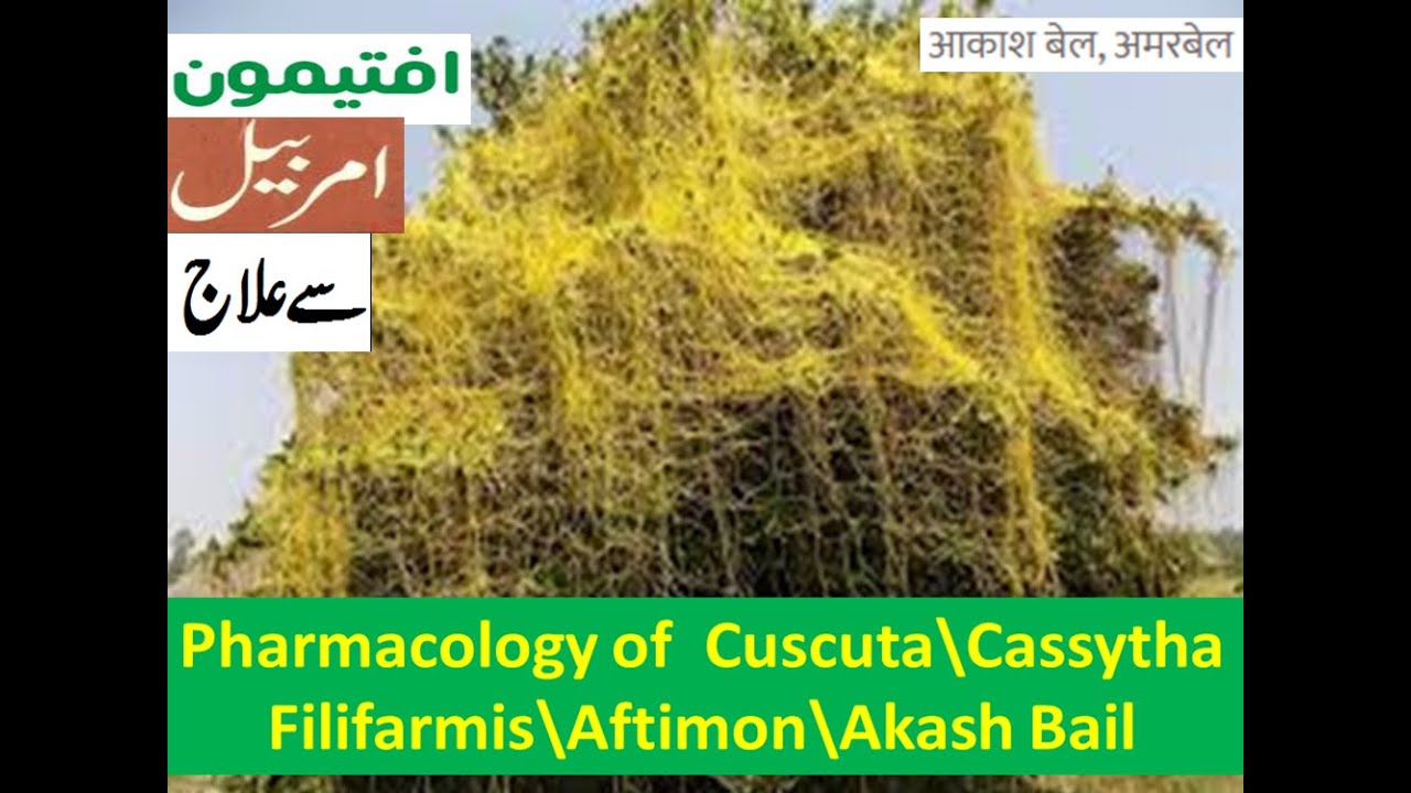 Pharmacology of Cuscuta\Cassytha Filiformis \Akash bail\Aftimon\Amar ...