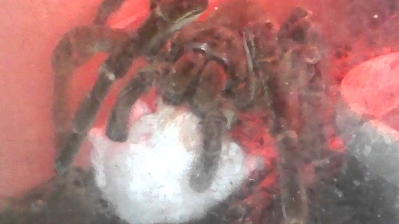 Our Goliath Bird Eating Spider Eating A Mouse - YouTube