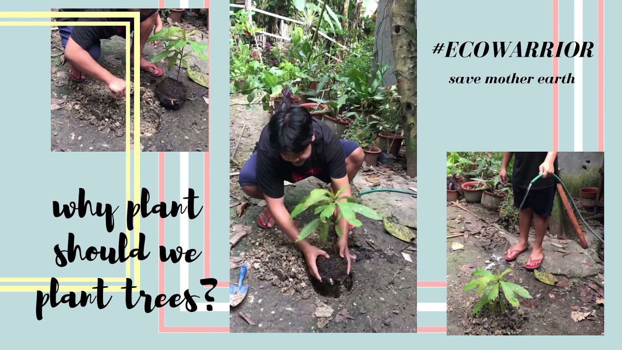 Why plant trees? -Documentation of thre tree planting that I did. - YouTube