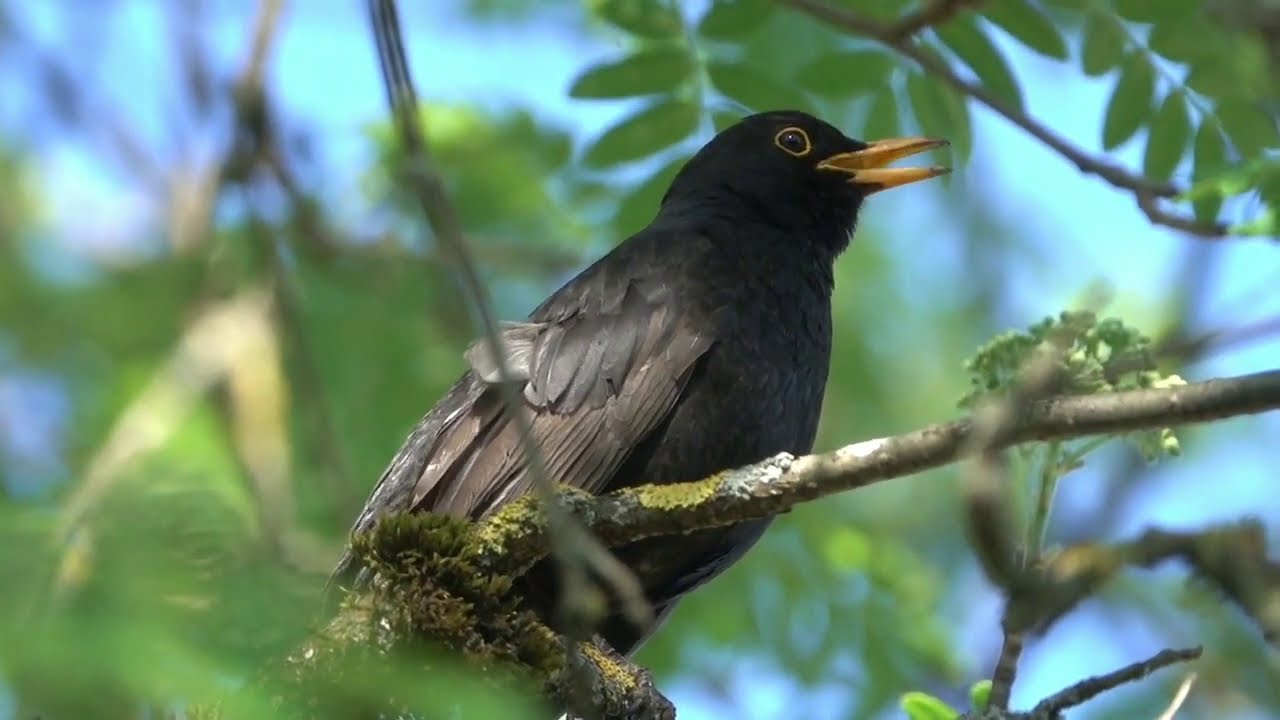 Beautiful birds video with calm music/ #insightpeacestar - YouTube