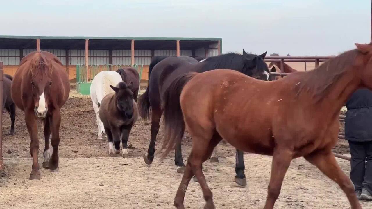 Rainbow Meadows: Christmas at the Stables Offers a Safe Space For ...