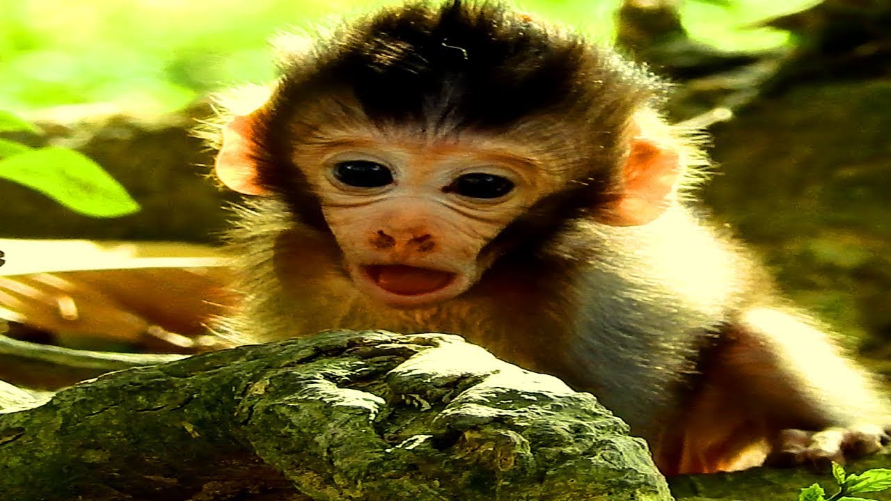 Mum Let Her Baby Walk To Get More Stronger ST1692 Mono Monkey - YouTube