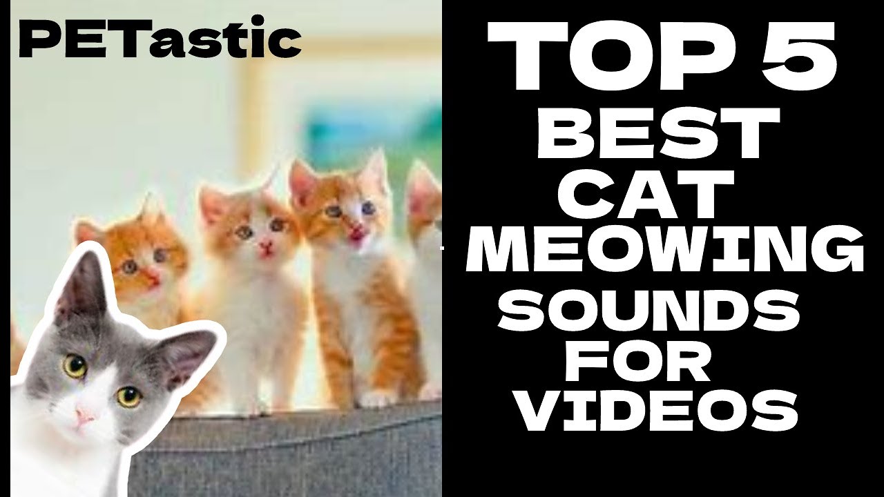 TOP 5 BEST CAT MEOWING SOUND FOR VIDEOS | Pet Audio Paradise SFX - YouTube