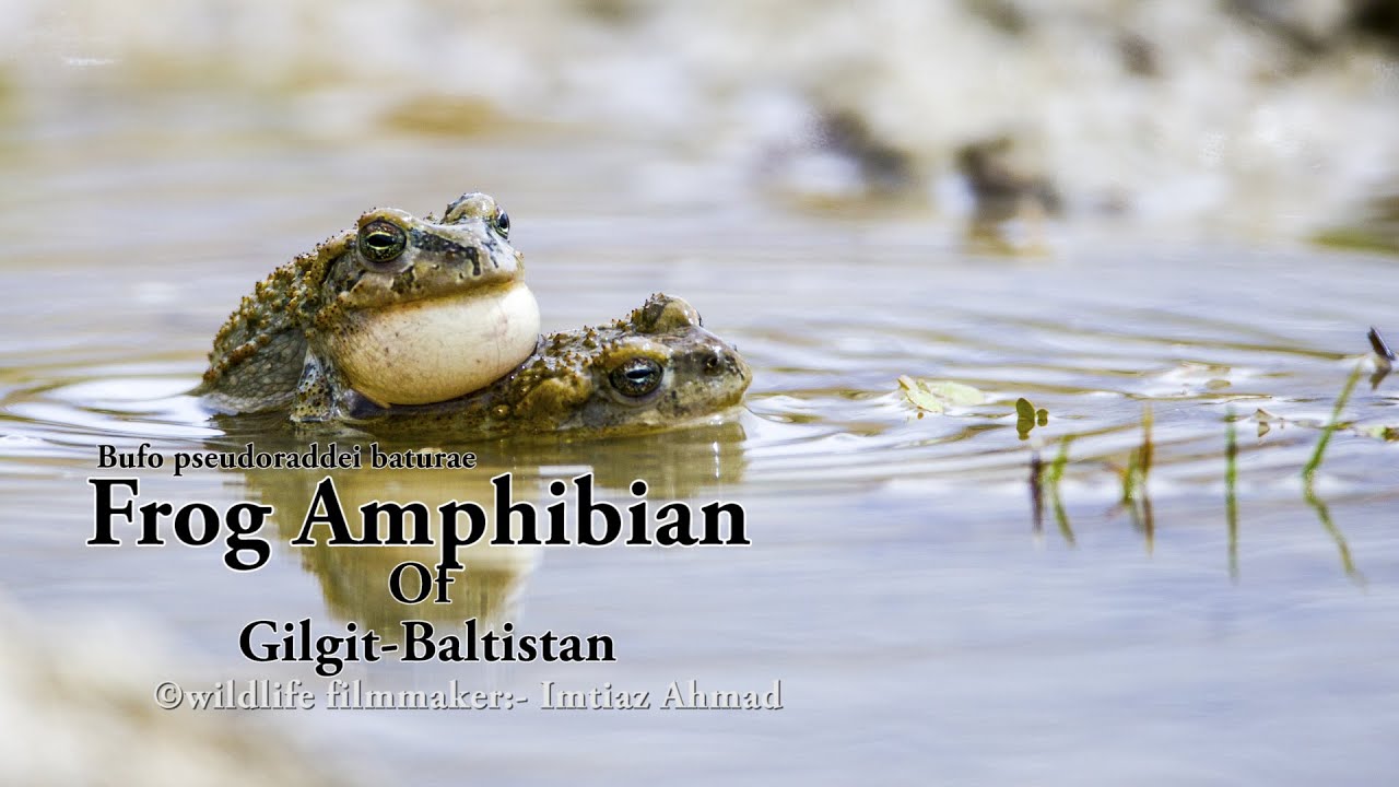 Frogs Amphibians WildLife in Hunza Valley Gilgit-Baltistan 🇵🇰 - YouTube