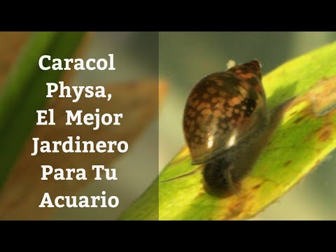 🔵 Caracol Physa Acuta Y Physa Marmorata,El Caracol Jardinero Para Tu ...