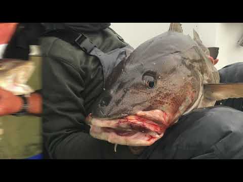 Giant cod fishing in Norway - YouTube
