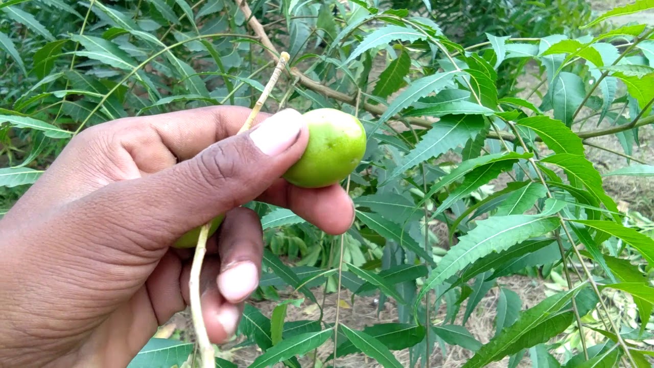 Fruit and Prakriti nachar beautiful - YouTube