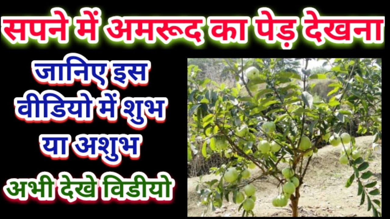 Sapne Mein Amrud Ka Ped Dekhna Seeing sapne-mein-amrud-ka-ped-dekhna-seeing