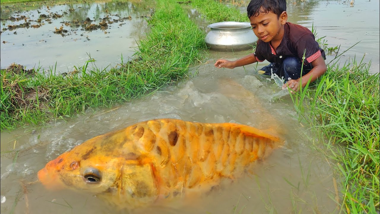 Wow! Fishing With Hand Video | Village Smart Boy Catching Fish By Hand ...