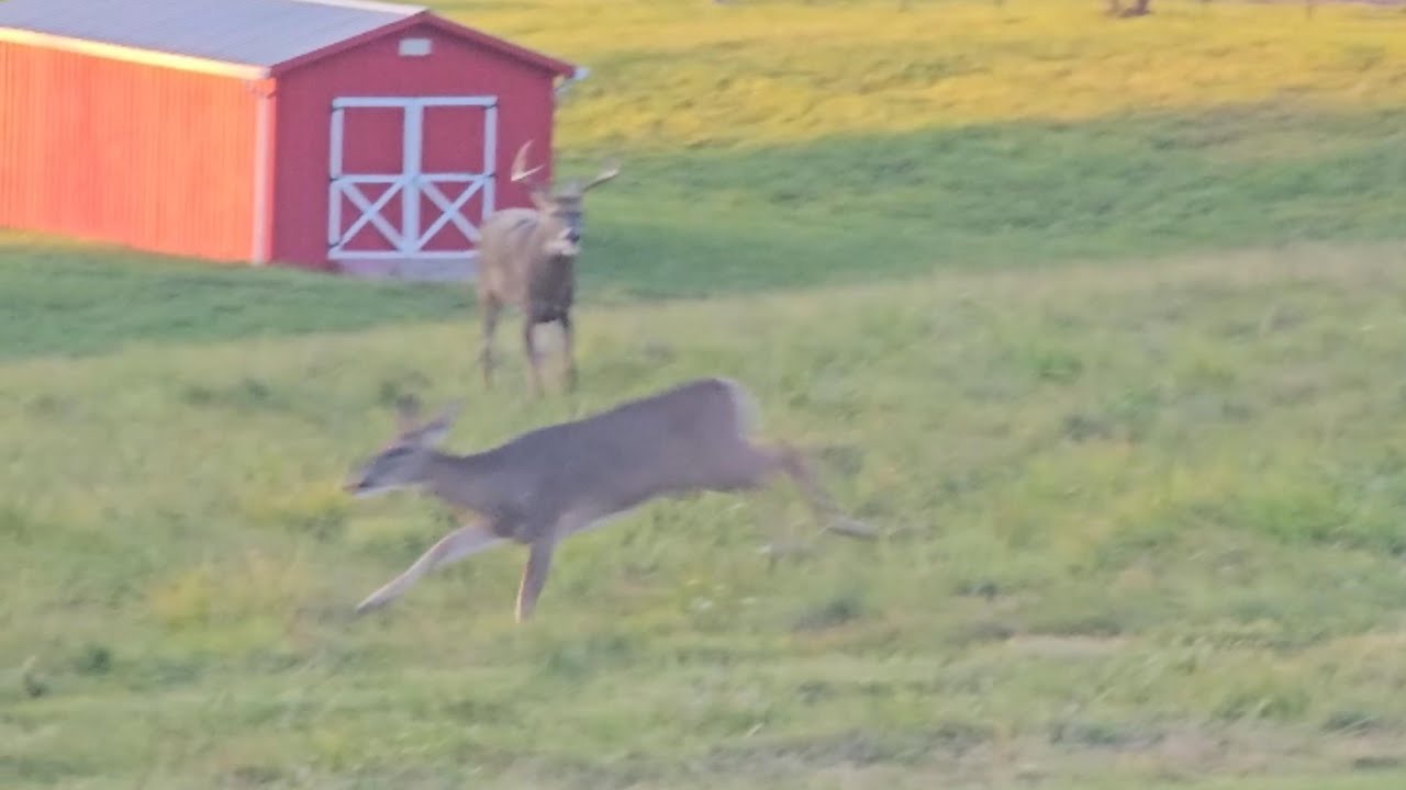 White Tail Buck chasing Doe - YouTube