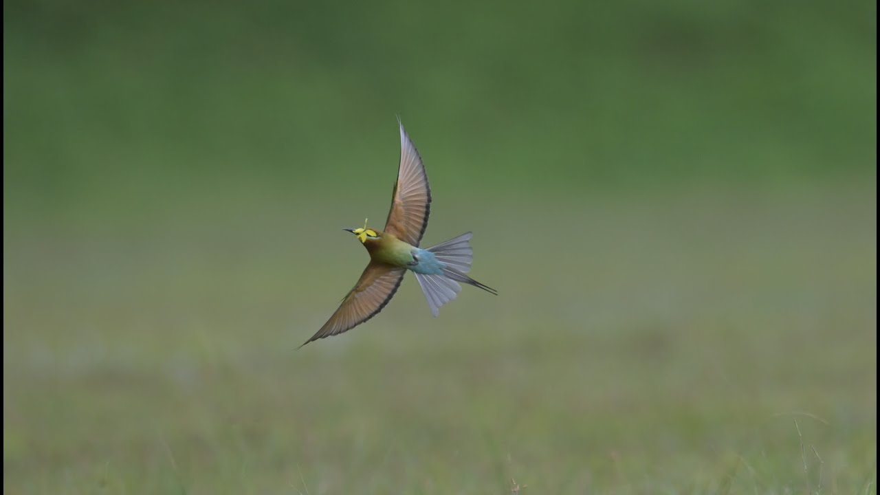 NIkon Z9 Autofocus System Birds On Flight - YouTube