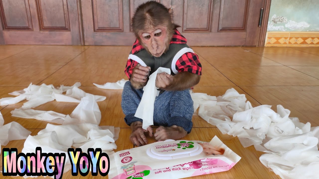 What is Monkey Baby YoYo doing? - YouTube