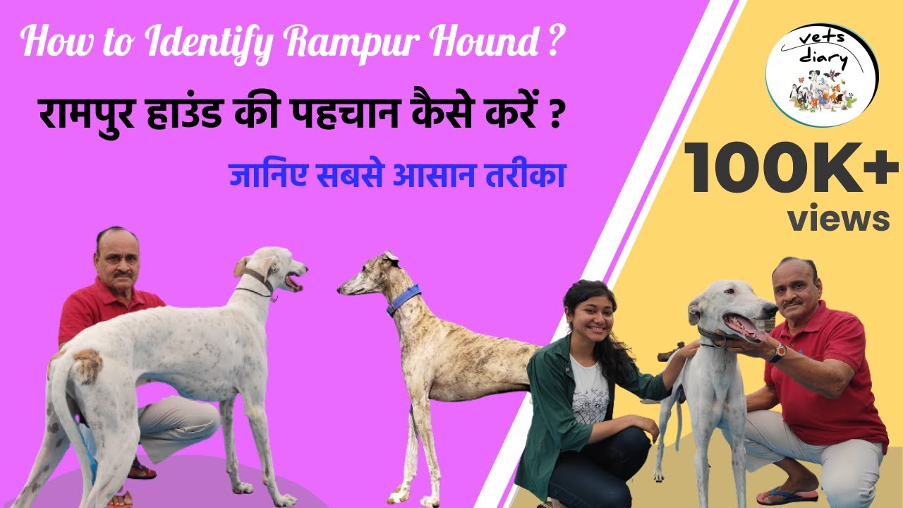 Best ways to identify RAMPUR HOUND || Indian breed dogs || Irshad Ali ...