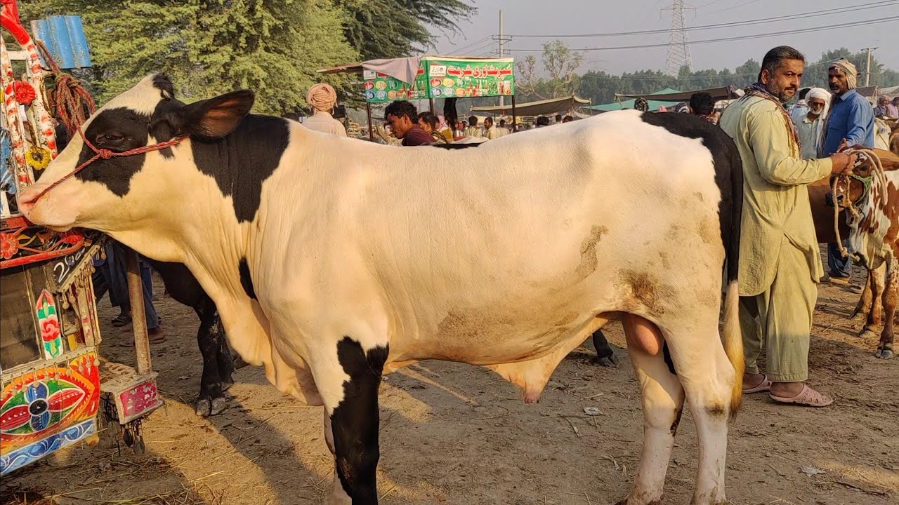 Cow mandi dera ghazi Khan top quality cow's kot chuta cow mandi #cow ...