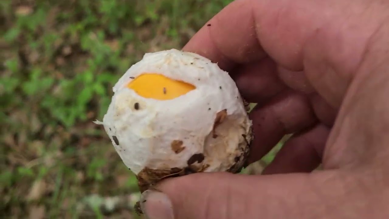 Festival de cèpes et d'oronges ! 06/09/22 - YouTube