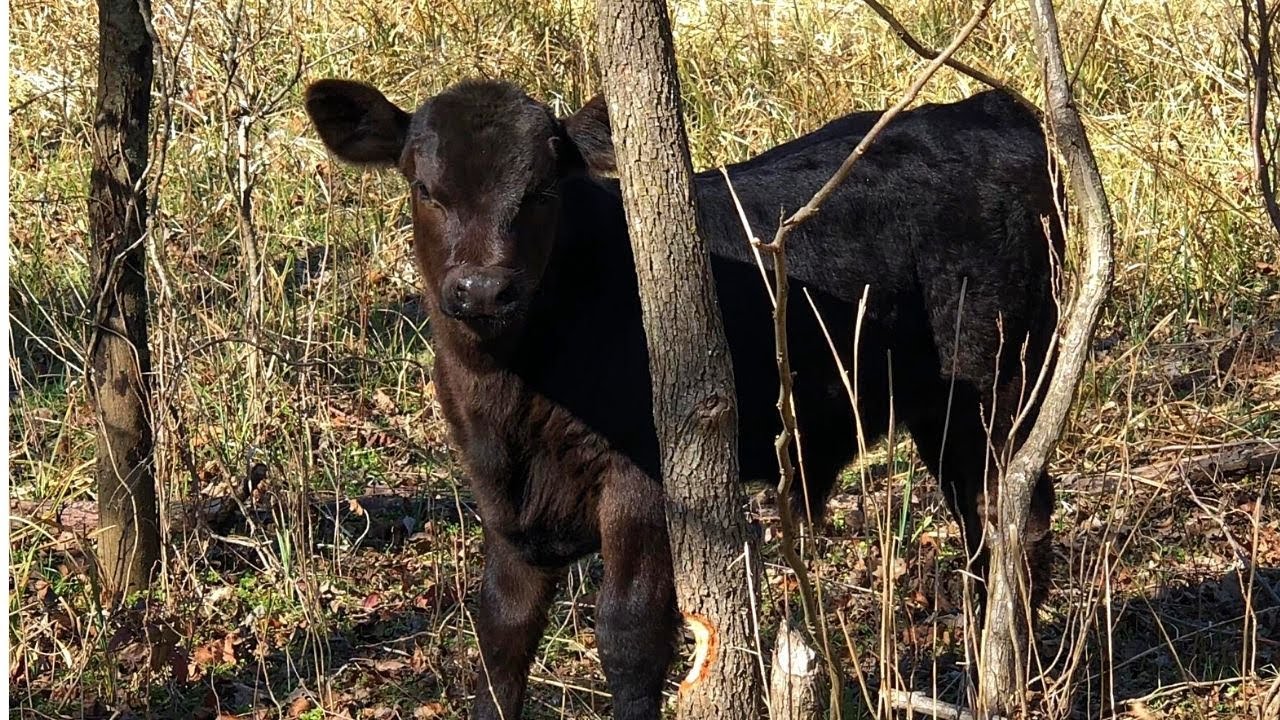 How To Retrieve A Lost Cow | In The Brush, On The Neighbor - YouTube