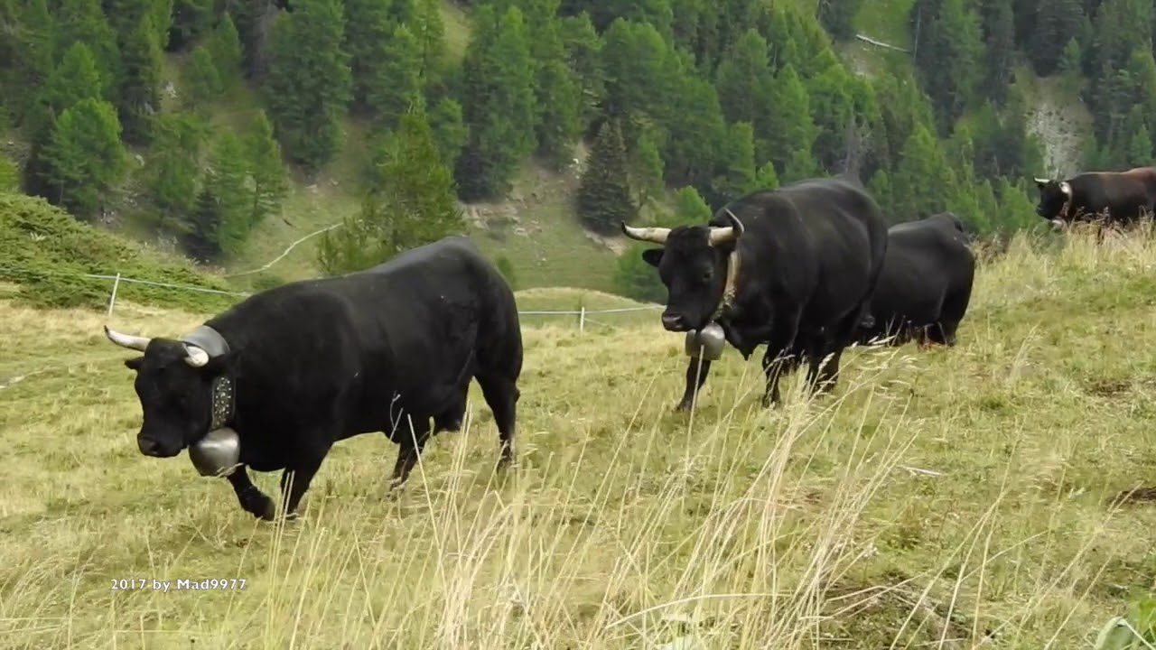 🐃 Hérens Cattle - Vaches Race d'Hérens - Eringer Kühe - YouTube