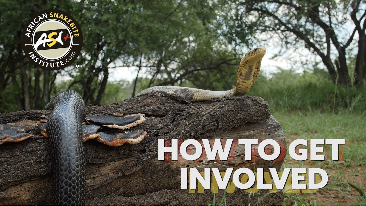 How To - Get Involved with Snake Conservation - YouTube