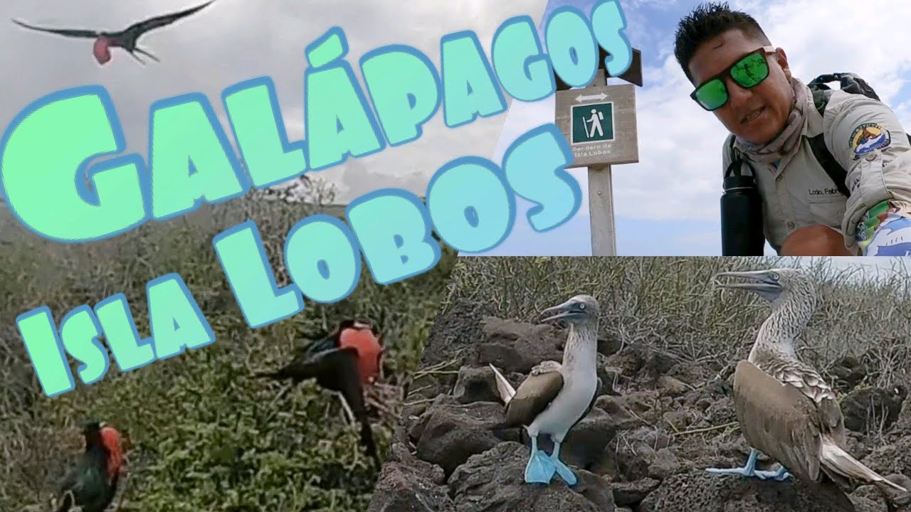 Increíble día en Isla Lobos, Tour San Cristóbal Galápagos..!! HD - YouTube