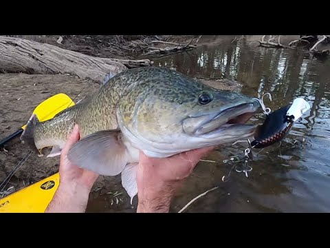 Murray Cod Surface session - they were on - YouTube