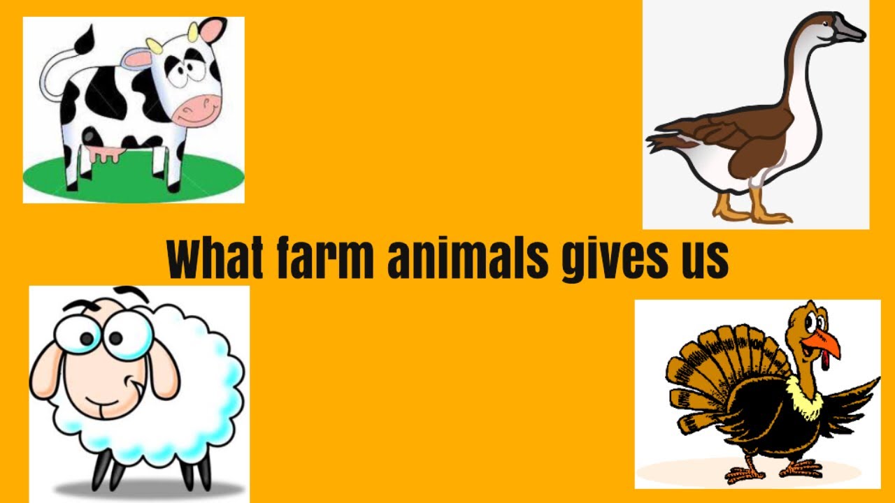 What Does Farm Animal Gives Us YouTube what-does-farm-animal-gives-us-youtube