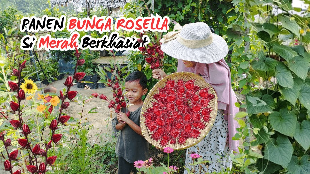 Panen bunga rosella SIMERAH BERKHASIAT | Membuat Puding Rosella | Hidup ...