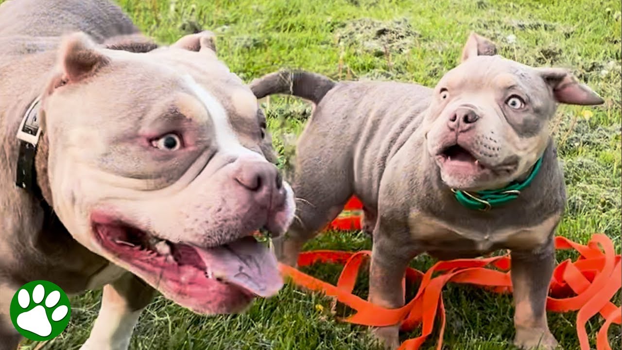 Blind puppy grows up and gets a blind puppy of his own - YouTube