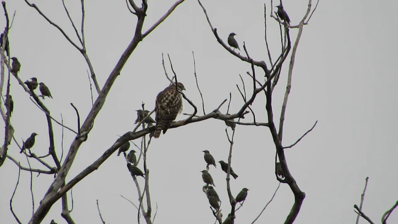 Red-Tailed Hawk Screeching - YouTube