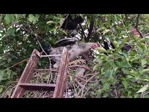 Tavuklar maymun gibi ağaçta yaşıyorlar,